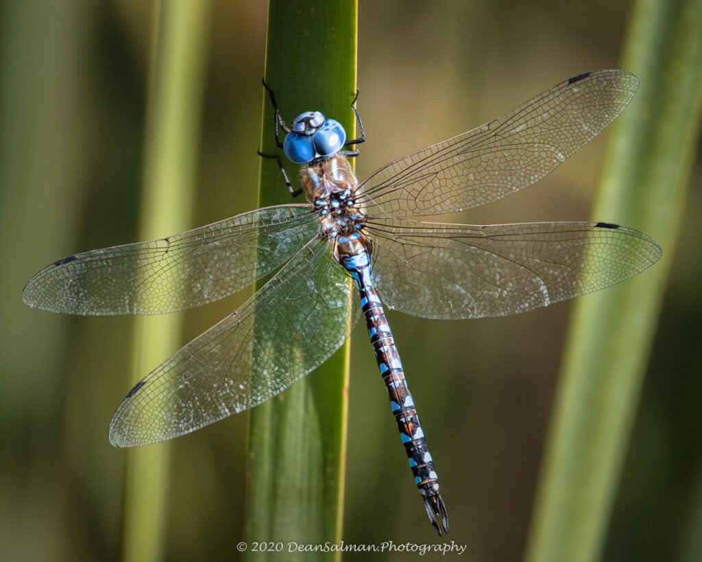 Dragonfly Photography large and small - Dean Salman Photography