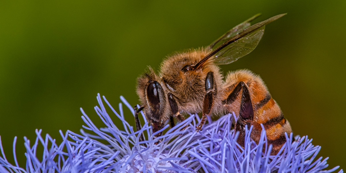 Insect Photography Bees, Wasp, and more - Dean Salman Photography