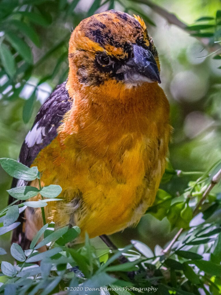 Songbird Photography - Dean Salman Photography